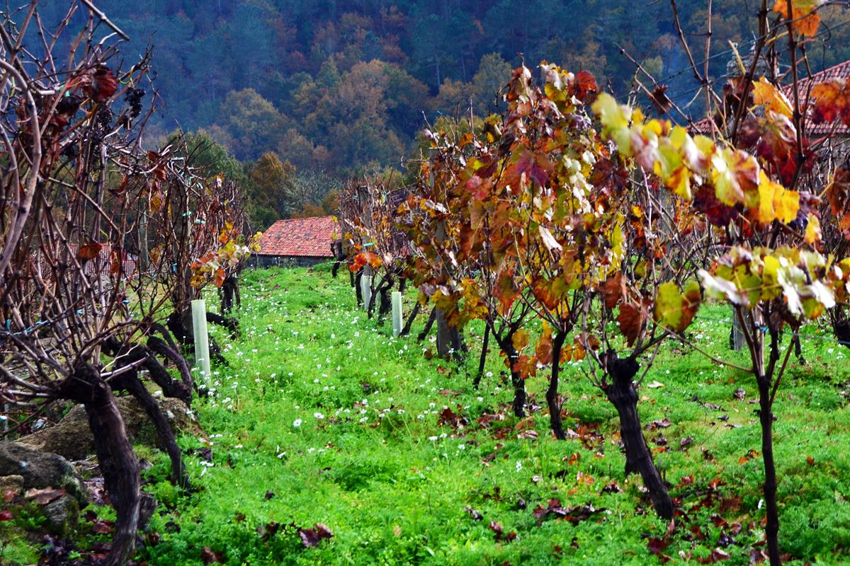 Discovering the Ribeiro region (part I)