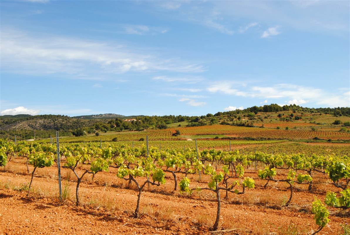 Five Fine Wine Regions In Spain five-fine-wine-regions-in-spain