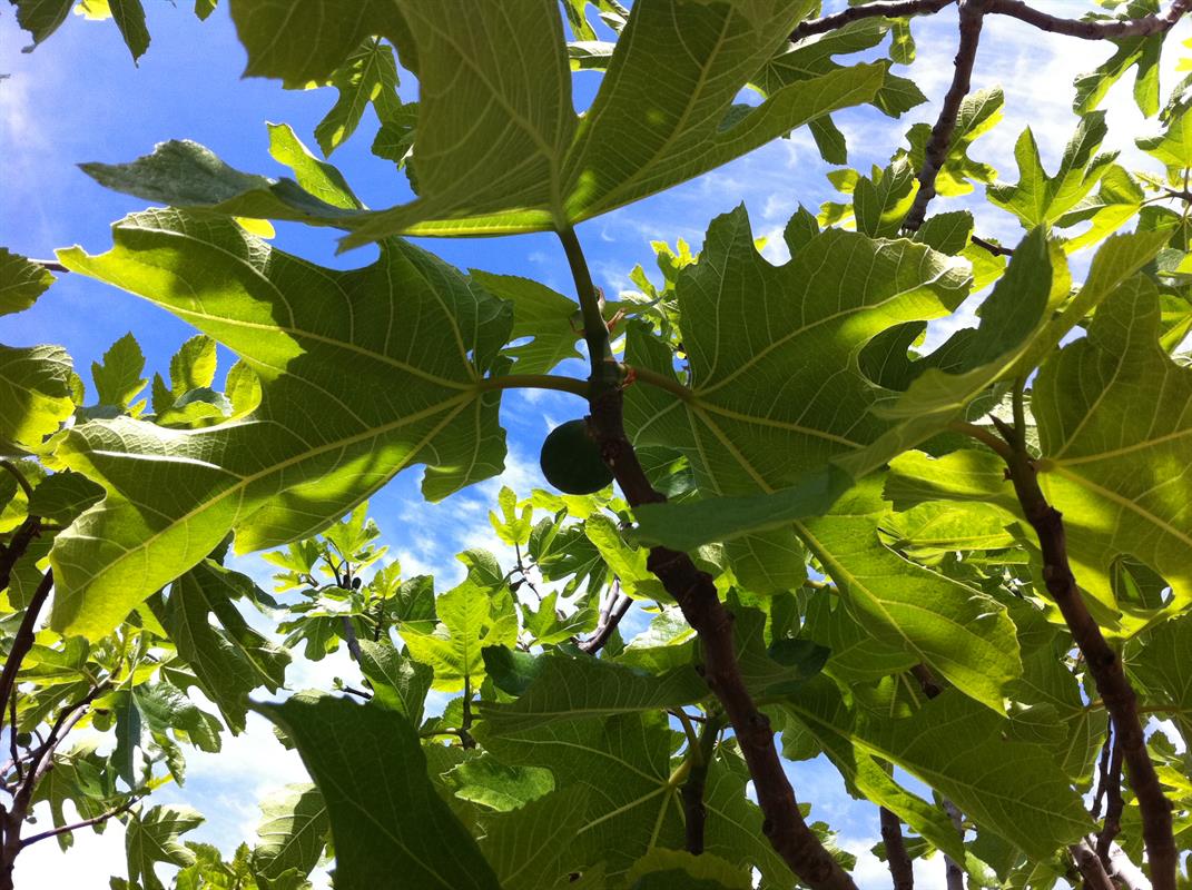 Top 6 reasons to stay in Lecrin Valley on a Granada holiday