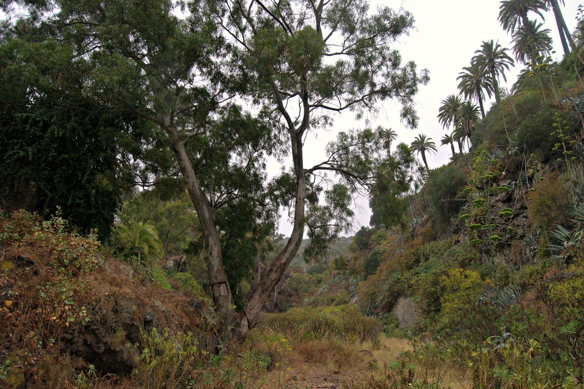 How to hike the Barranco de Guiniguada part 2